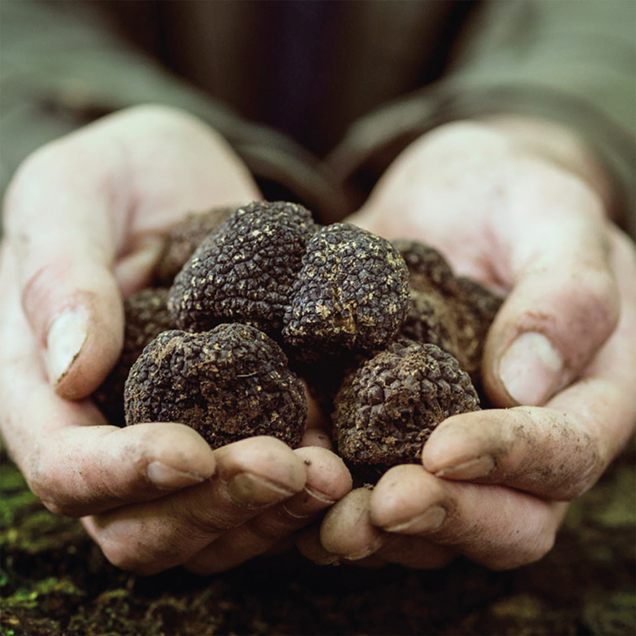 About us – TruffleHunter